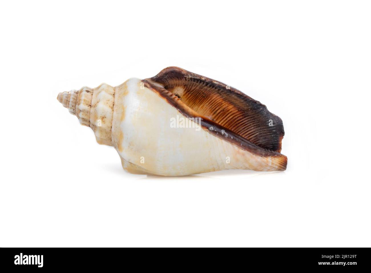 Image of sea shell strombus urceus, canarium urceus on a white ...