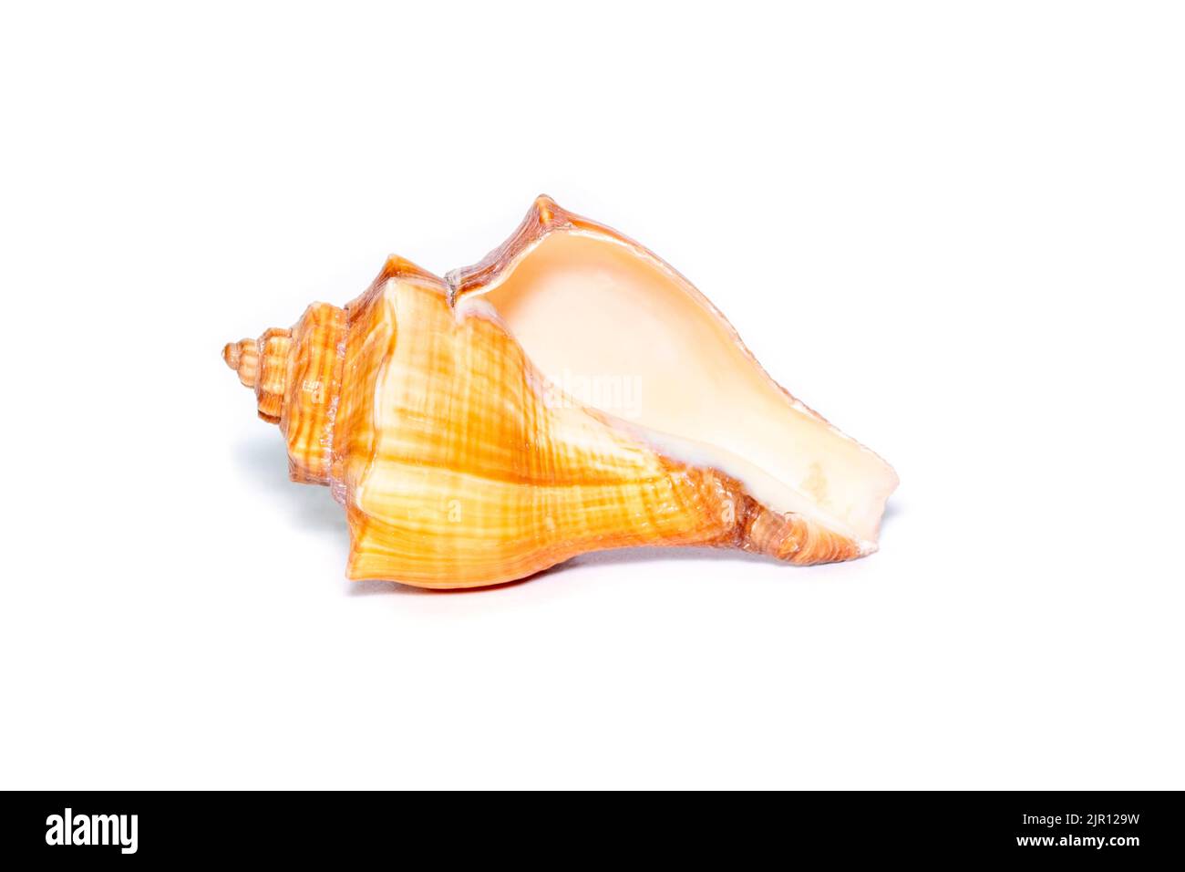 Image of brown conch sea shell on a white background. Undersea Animals ...