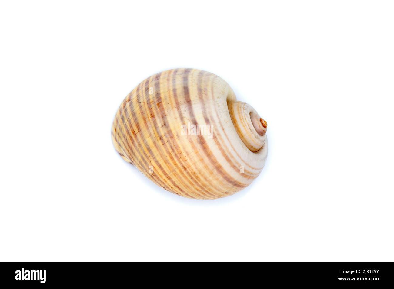 Image of large empty ocean snail shell on a white background. Undersea ...