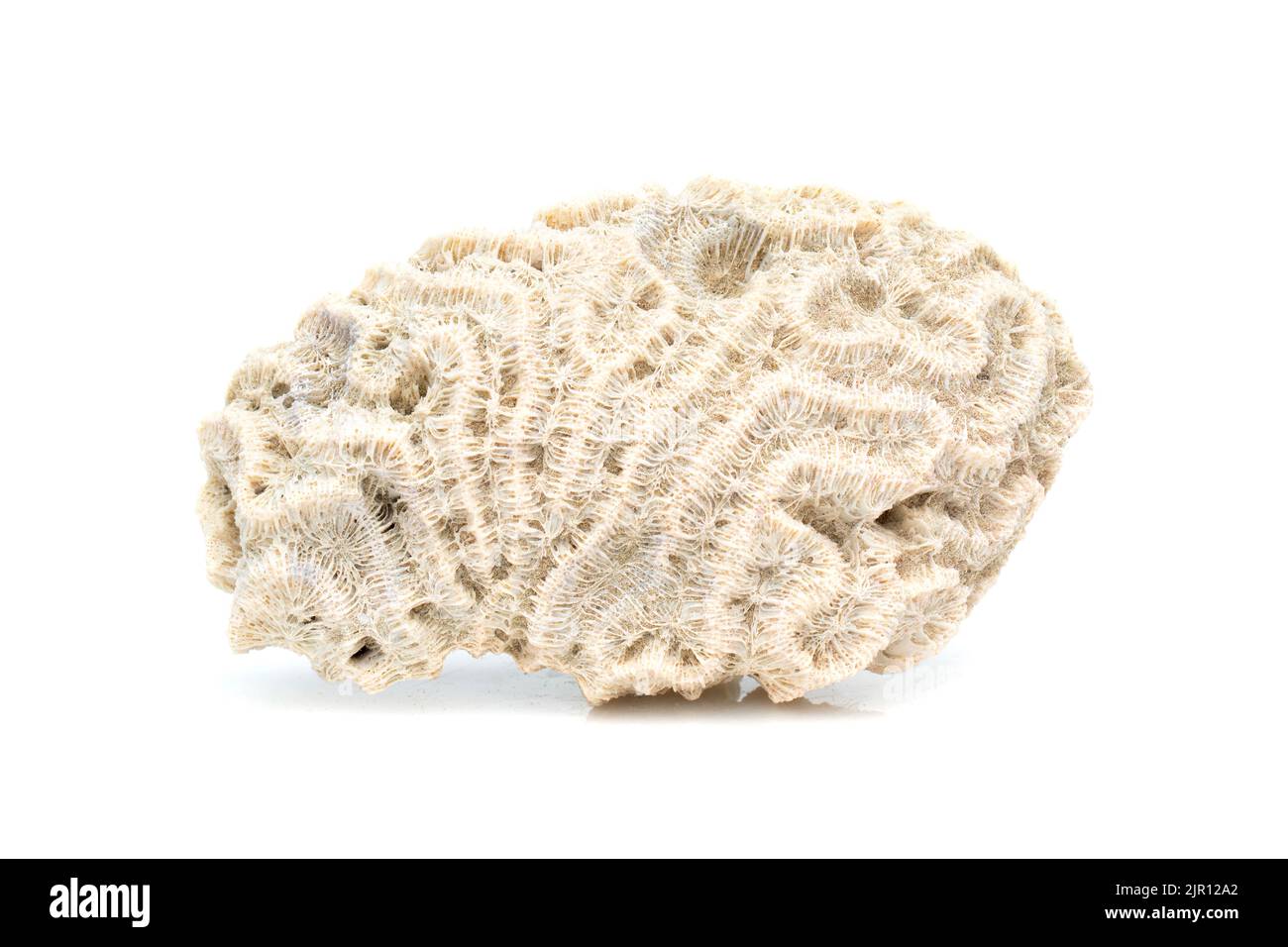 Image of coral cubes on a white background. Undersea Animals Stock ...