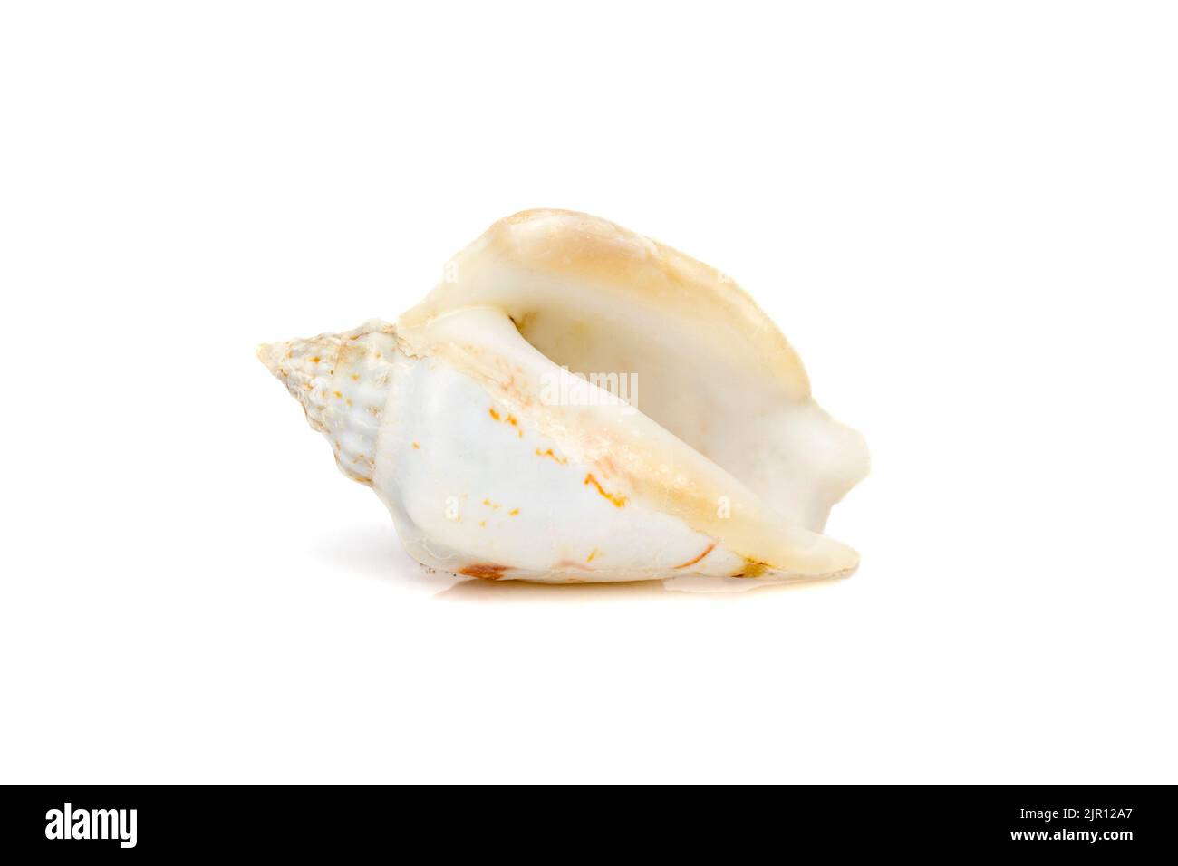 Image of seashells humped conch (Gibberulus gibbosus) on a white ...