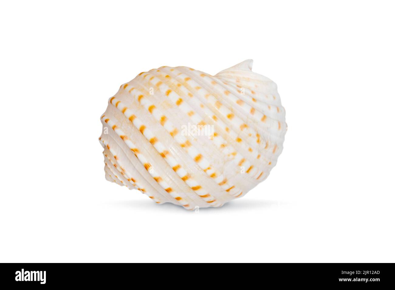 Image of seashells tonna tesselata on a white background. Undersea ...
