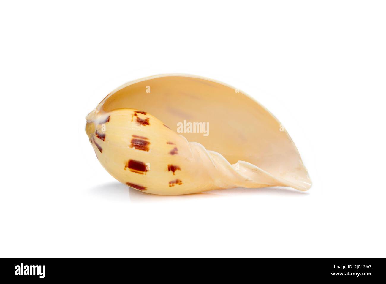Image of seashells melo melo on a white background. Undersea Animals ...