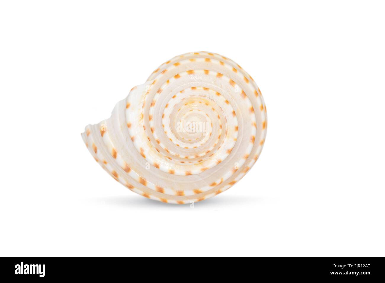 Image of seashells tonna tesselata on a white background. Undersea ...