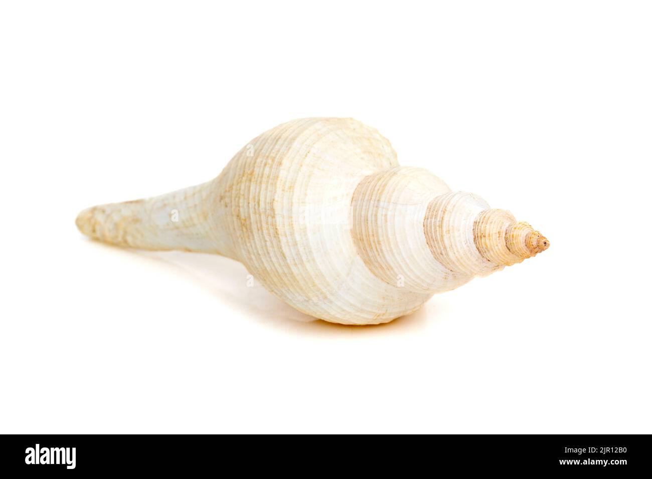 Image of white long tailed spindle conch seashells on a white ...