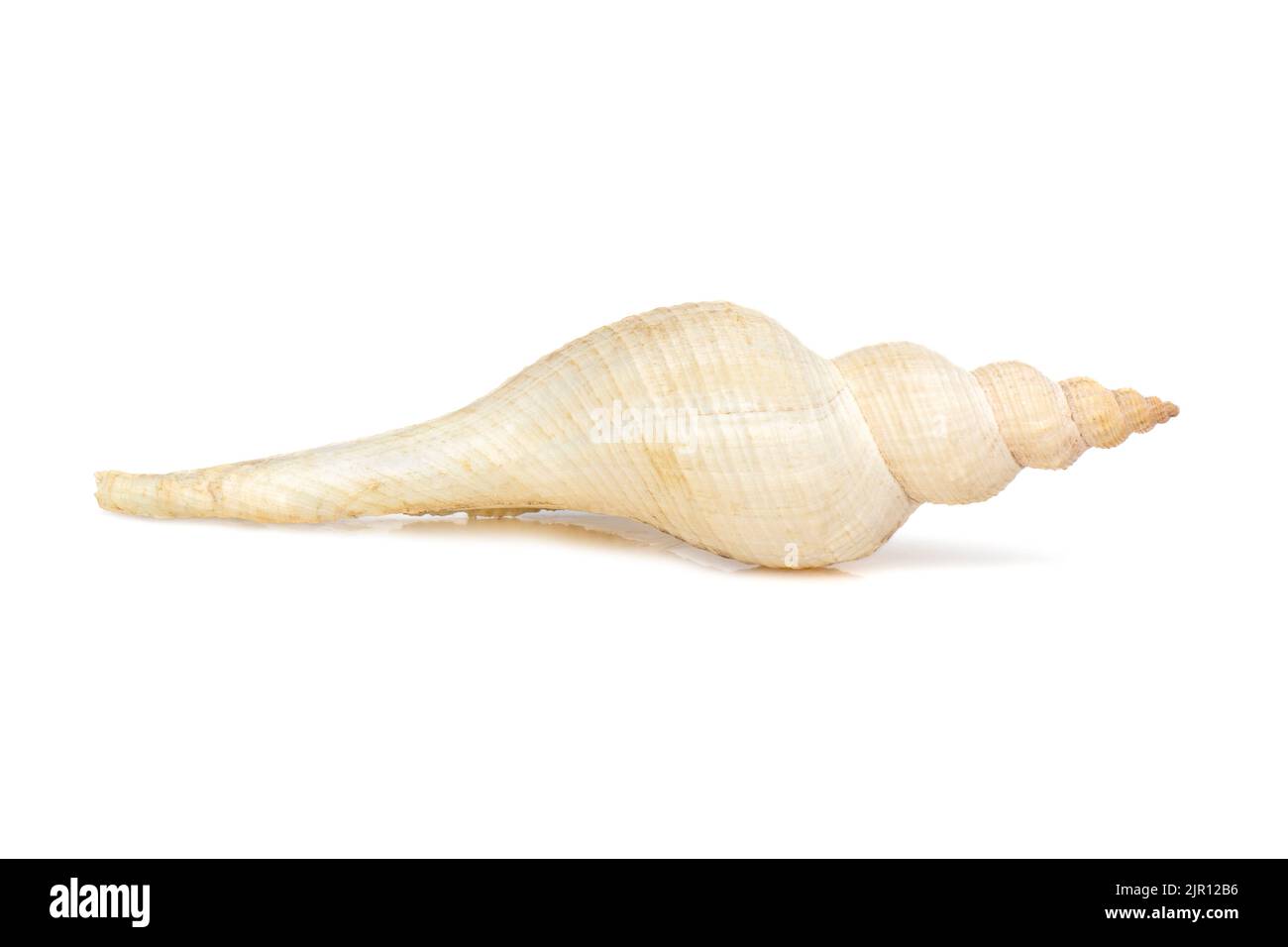 Image of white long tailed spindle conch seashells on a white ...