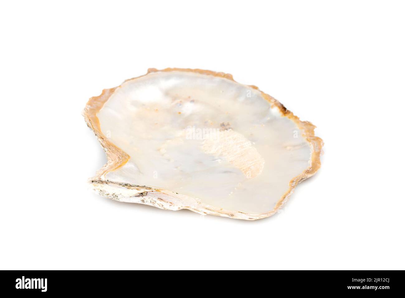 Image of seashells clam pearled on a white background. Undersea Animals ...
