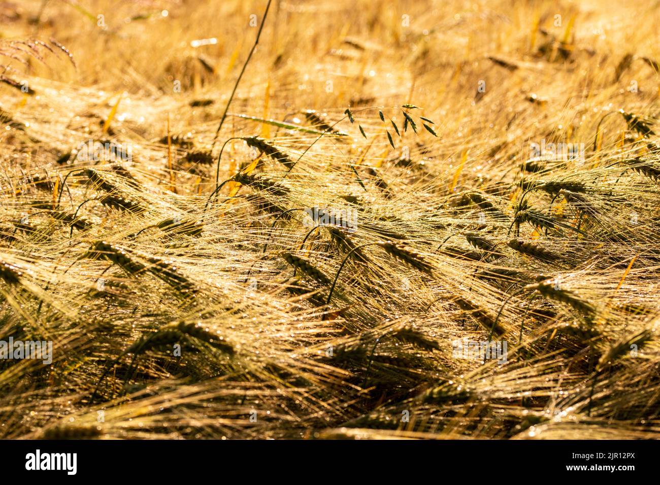 Harsh summer hi-res stock photography and images - Alamy