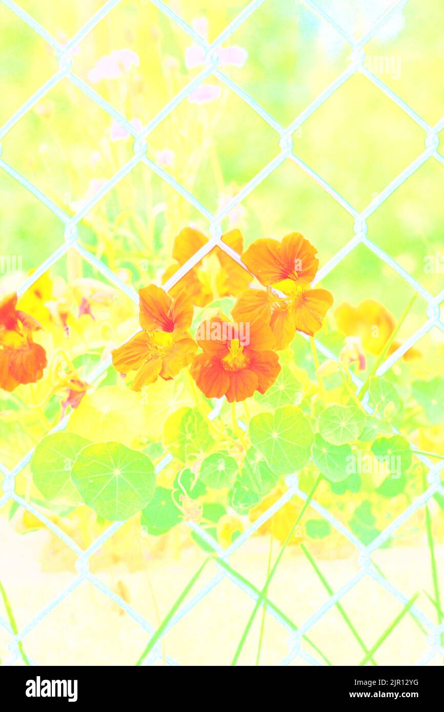 Beautiful bright summer flowers in full bloom growing near the chain ...