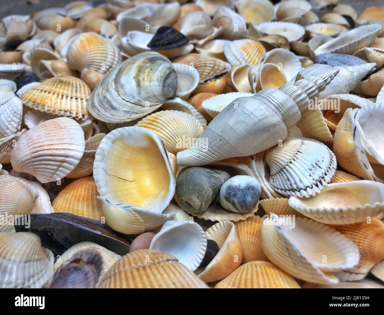 Summer background pattern from seashells. Shell close-up. Ocean coast ...
