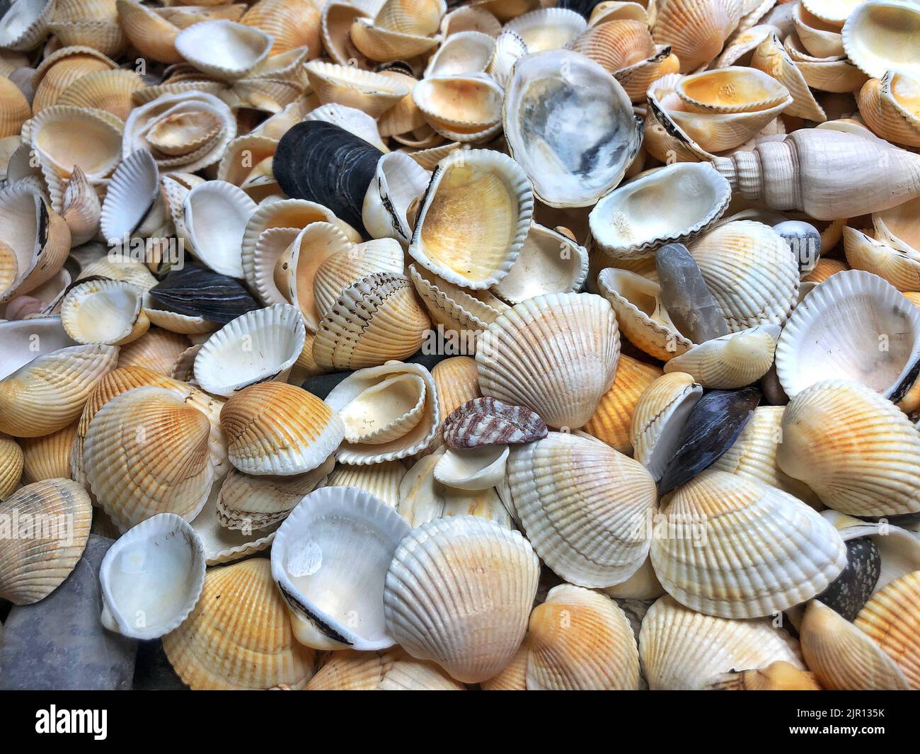 Summer background pattern from seashells. Shell close-up. Ocean coast ...