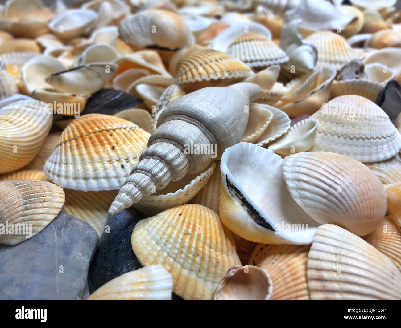 Summer background pattern from seashells. Shell close-up. Ocean coast ...