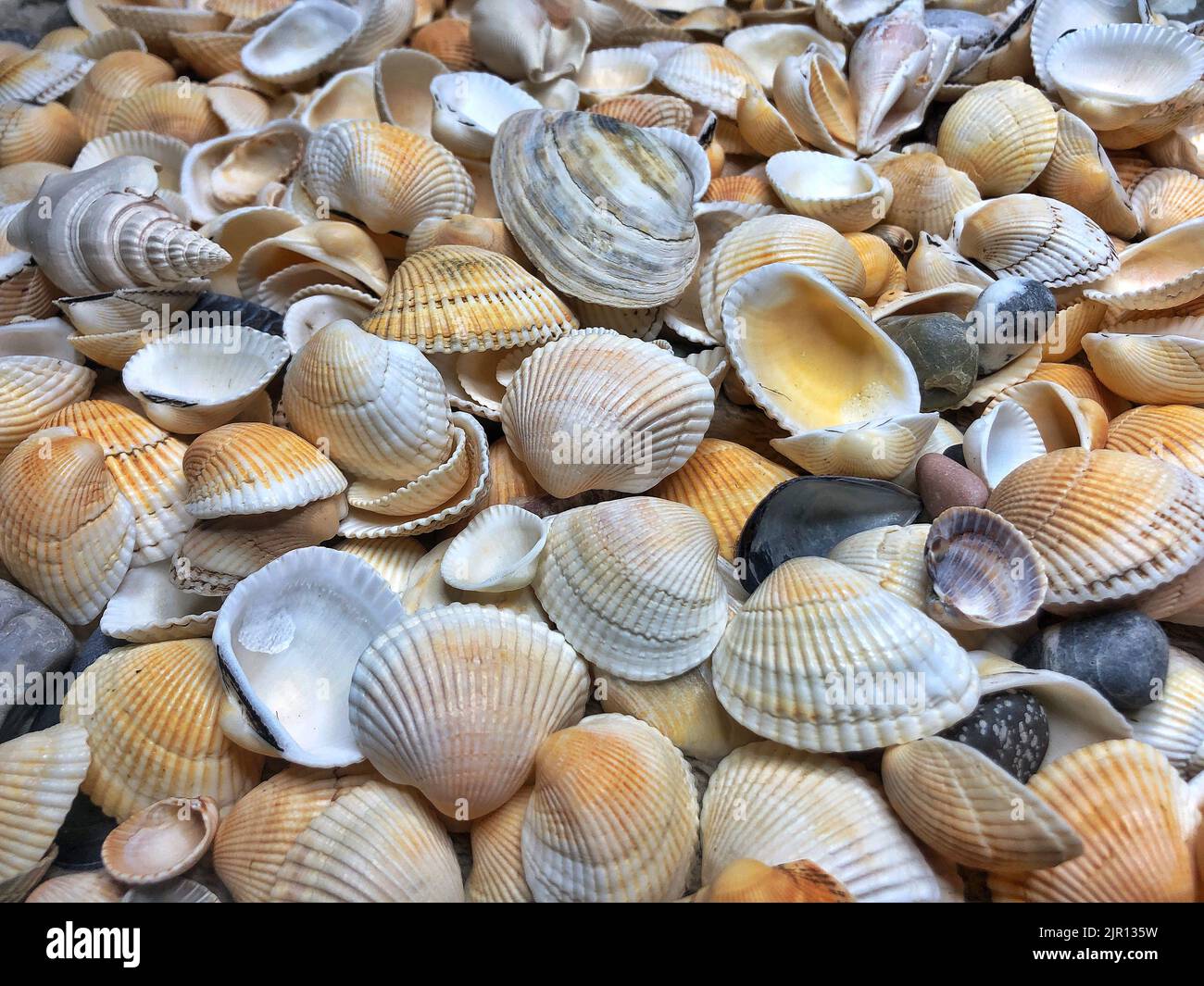 Summer background pattern from seashells. Shell close-up. Ocean coast ...