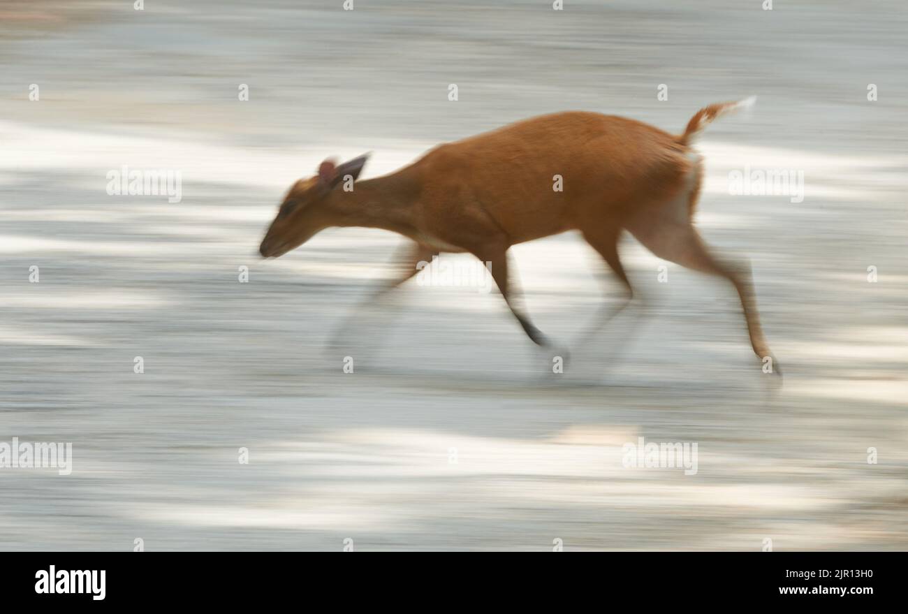 Barking Deer Running. Jim Corbett National Park, India Stock Photo - Alamy