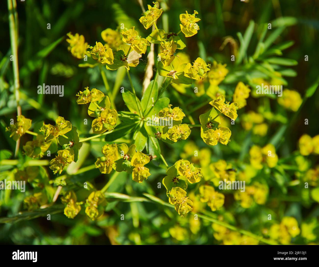 Euphorbia amygdaloides - very large and diverse genus of flowering ...