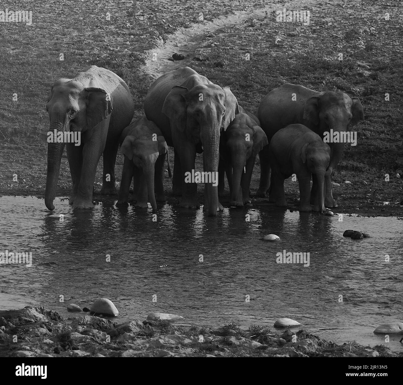 Elephant family drinking water from ram ganga river hi-res stock ...