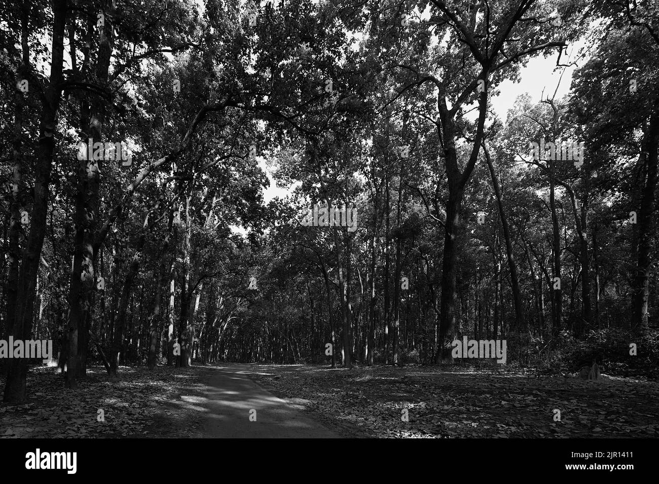 Sal Wood forest of India. Jim Corbett National Park, India Stock Photo ...