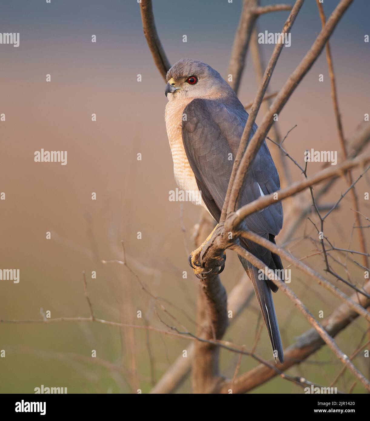 Shikra, looking for prey. Jim Corbett National Park, India Stock Photo ...