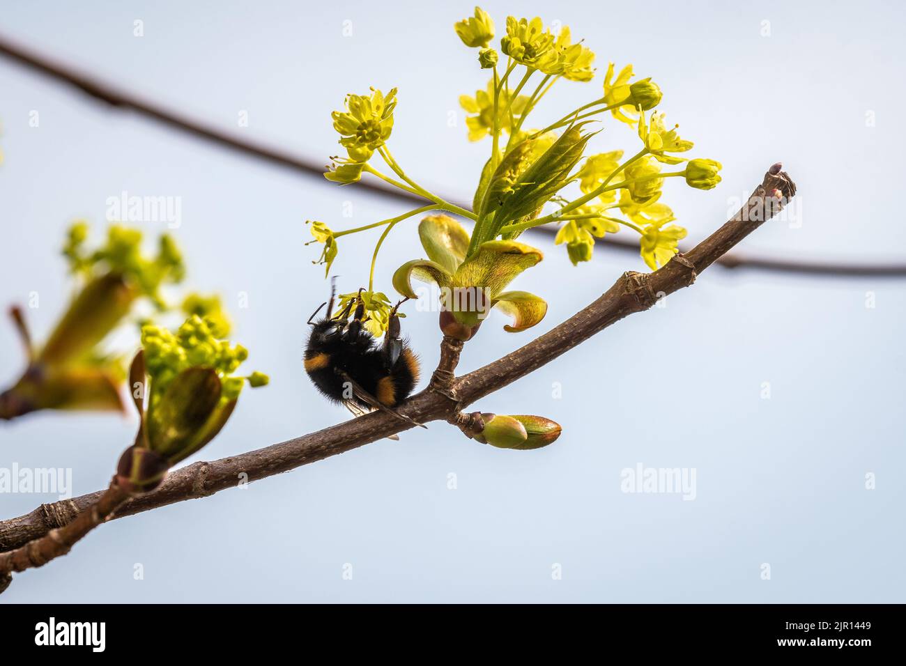 A queen Buff-tailed bumblebee, Bombus terrestris, feeding and ...