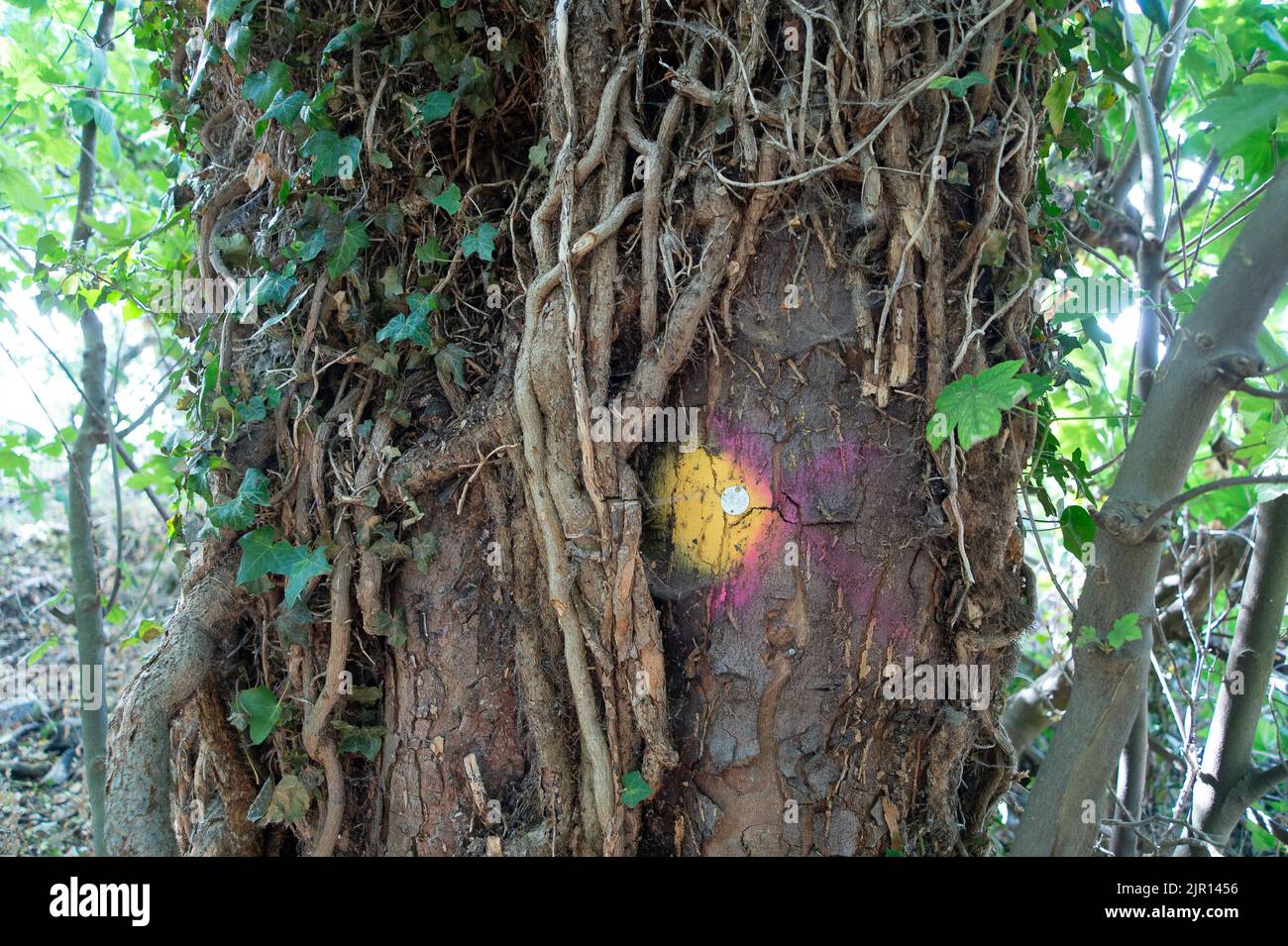 Wendover, Buckinghamshire, UK. 19th August, 2022. HS2 were felling ...