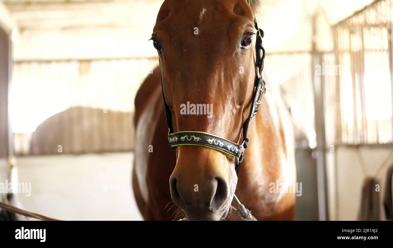close-up, horse muzzle with smart, big black eyes, in the stable. a ...