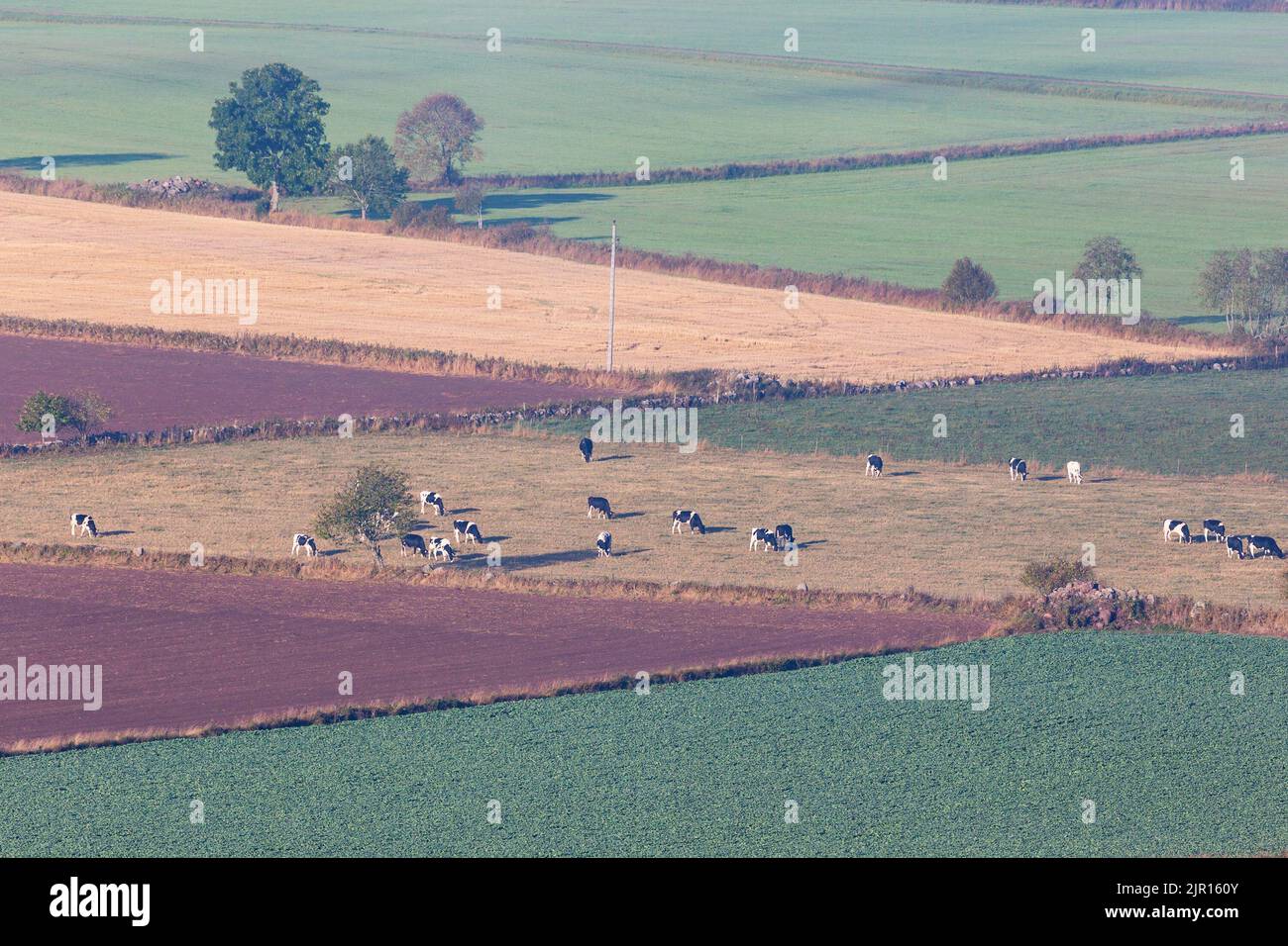 Aerial view peaceful countryside cows hi-res stock photography and ...