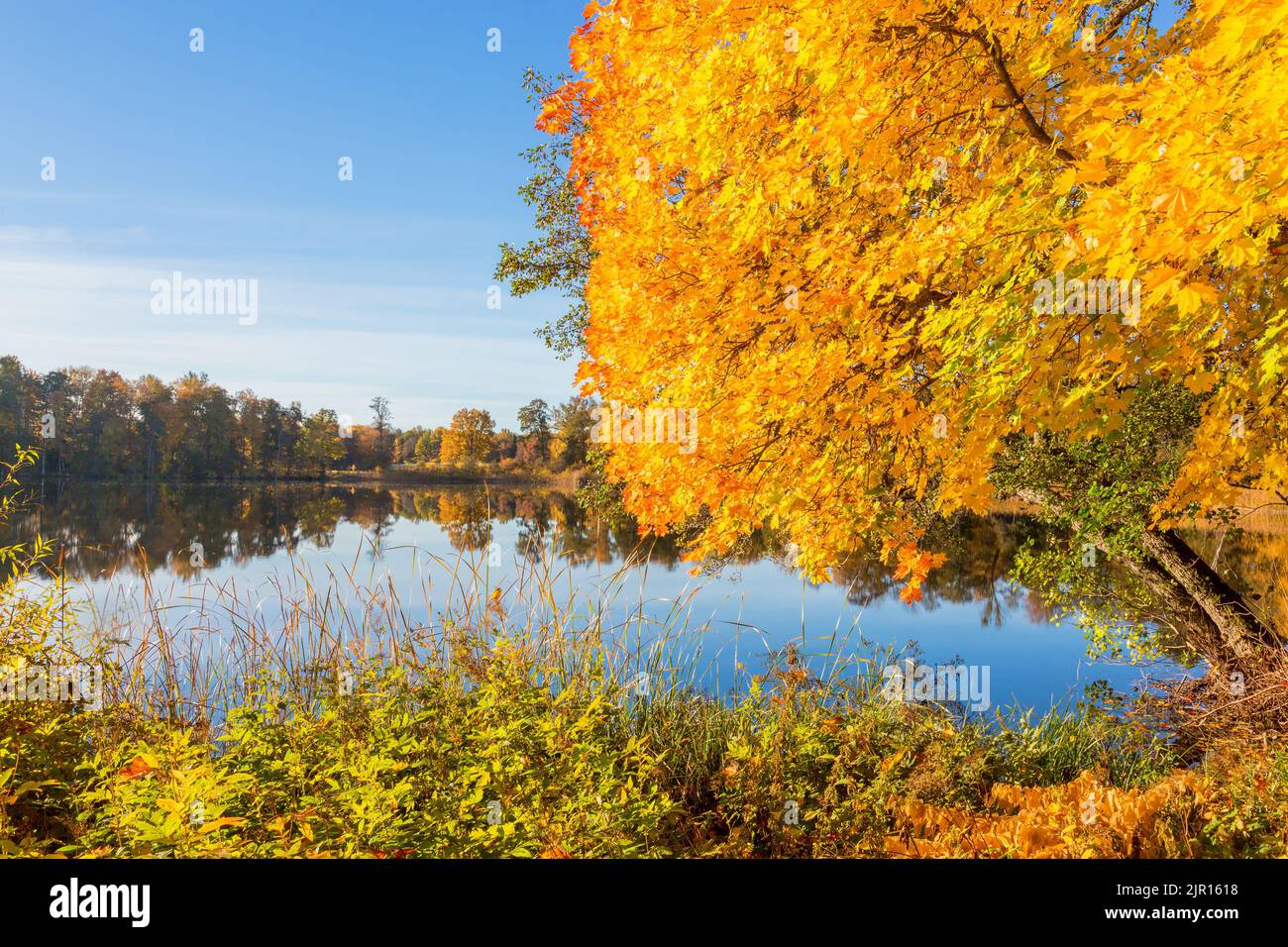 Lake view in the autumn with a maple tree at the beach Stock Photo - Alamy