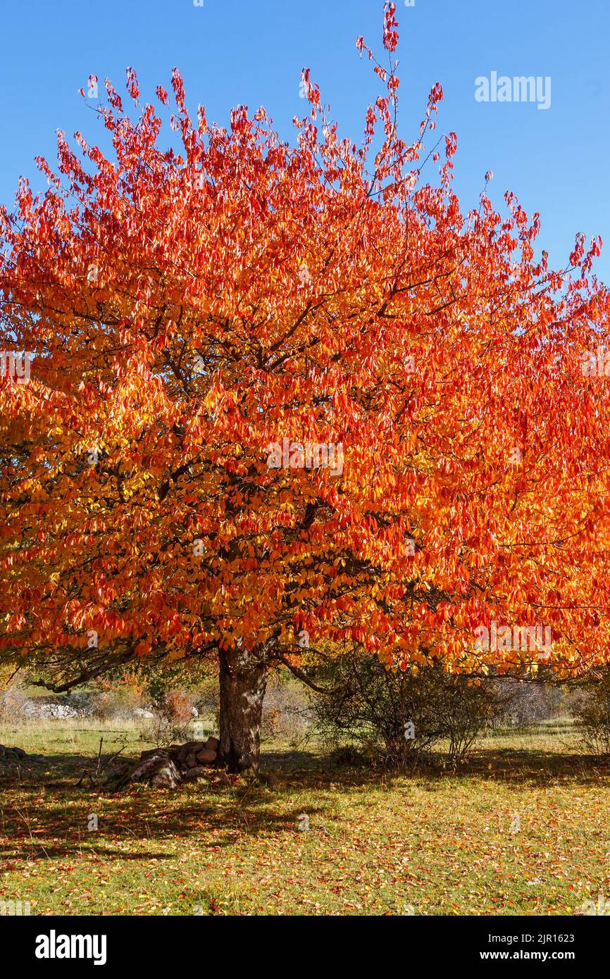 Deciduous tree in autumn on a meadow hi-res stock photography and ...