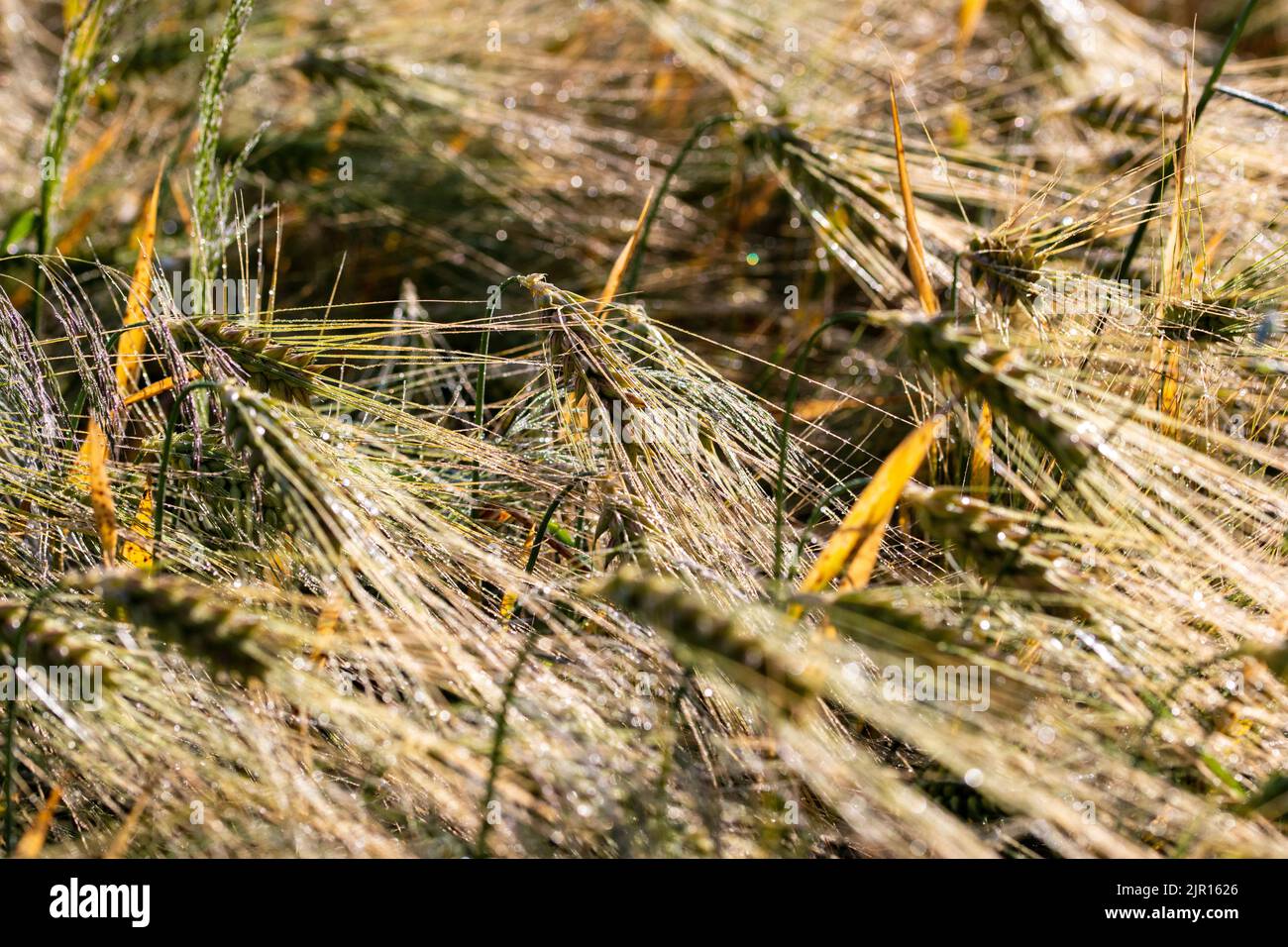A close-up of grain ears under the harsh summer sun light. Summer Stock ...