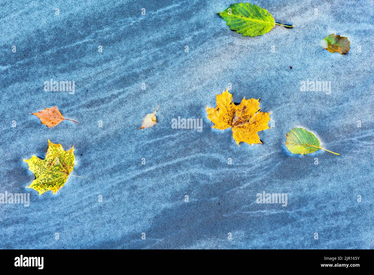 Autumn leaves in natural pattern on the water Stock Photo - Alamy