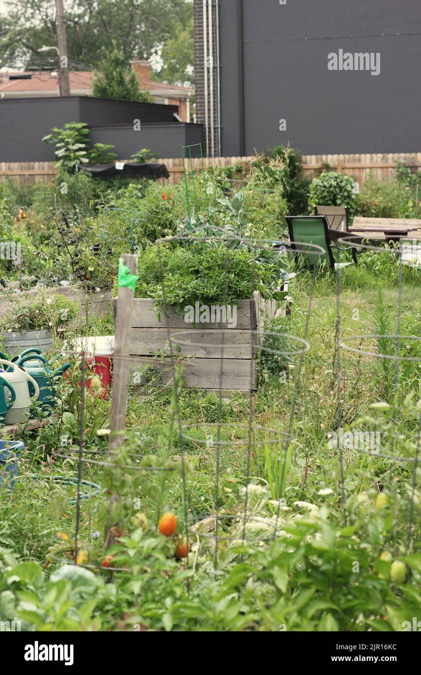 Typical overgrown community garden in the late summer Stock Photo - Alamy