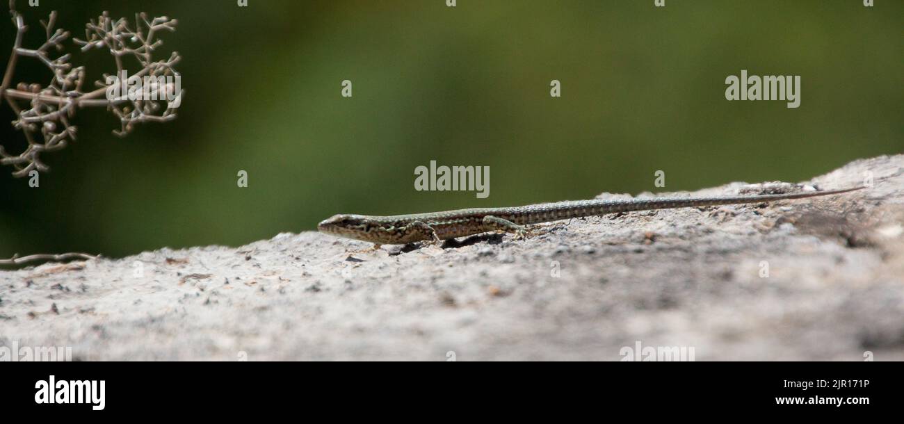A closeup of a lizard on a stone Stock Photo - Alamy