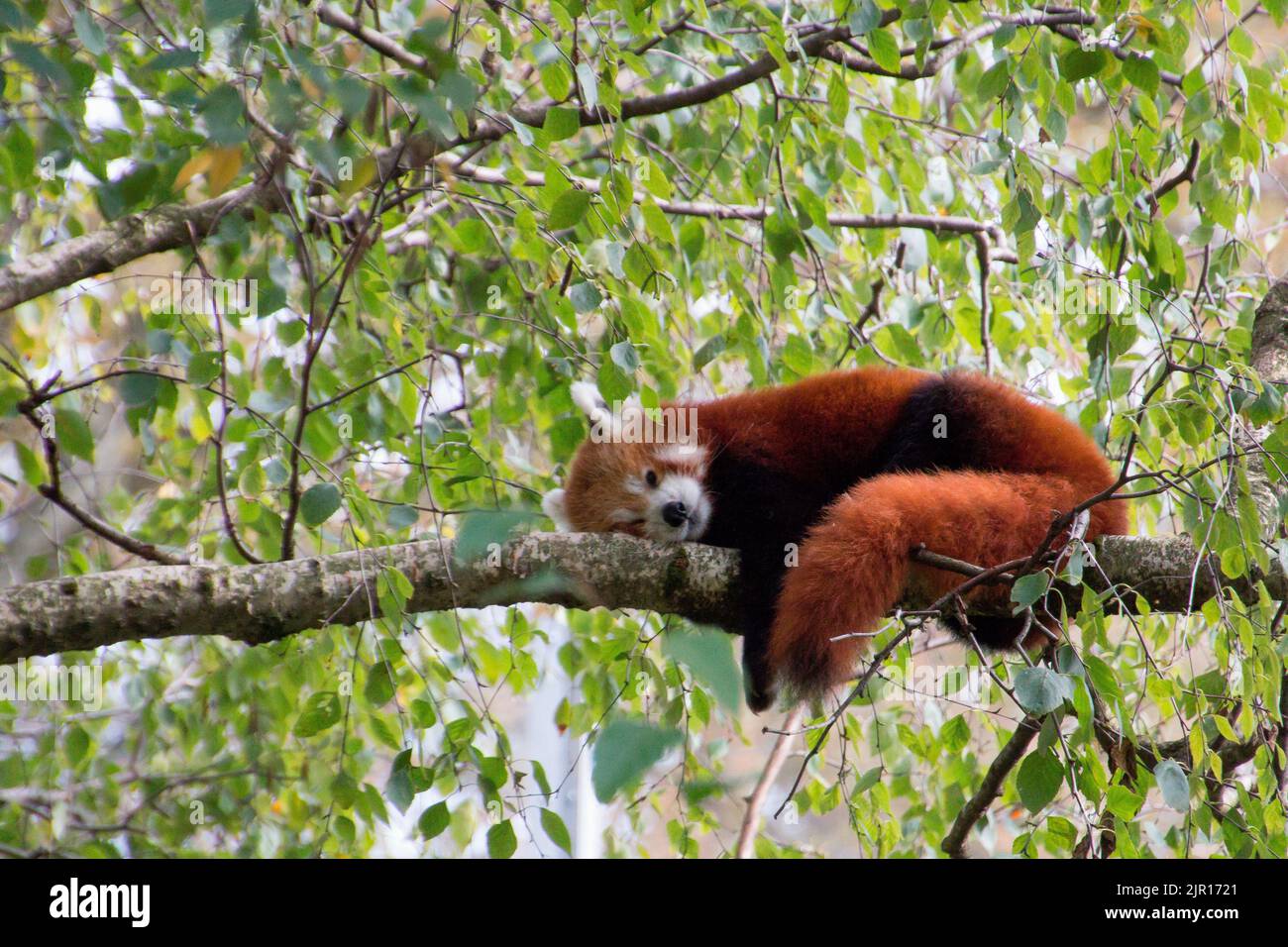 A closeup of a red panda lying on the tree in the zoo in Lyon Stock ...