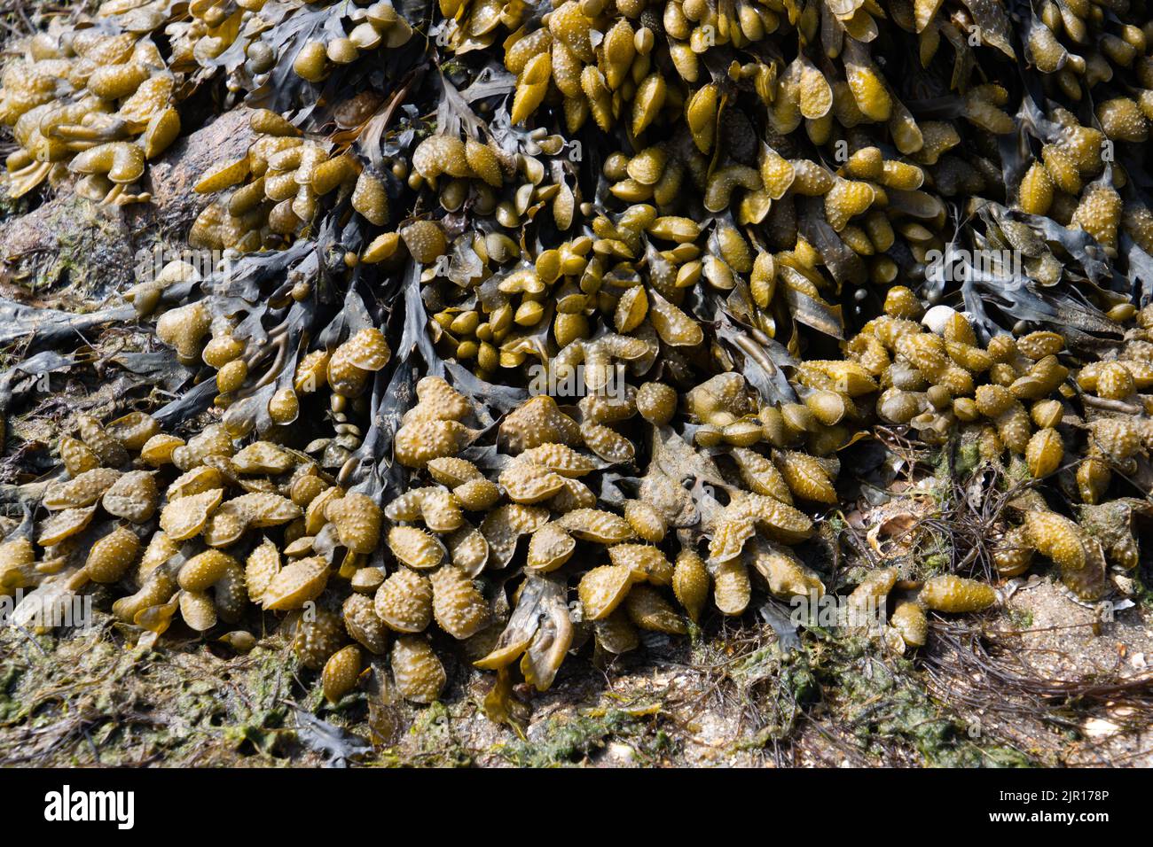 Fucus Spiralis Cladothalle: Où Se Trouve Le Fucus – BLKXFS