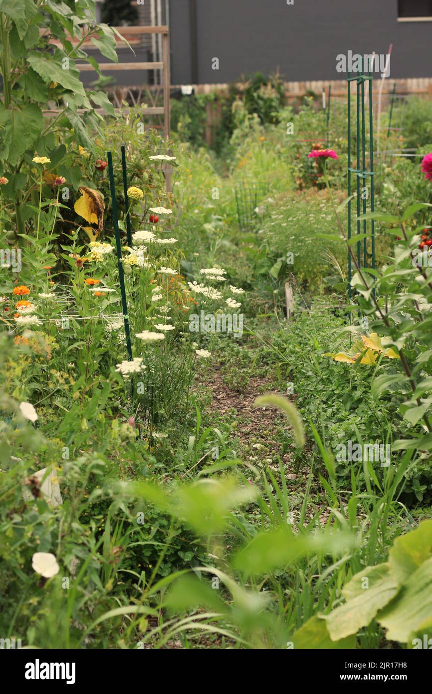 Typical overgrown community garden in the late summer Stock Photo - Alamy