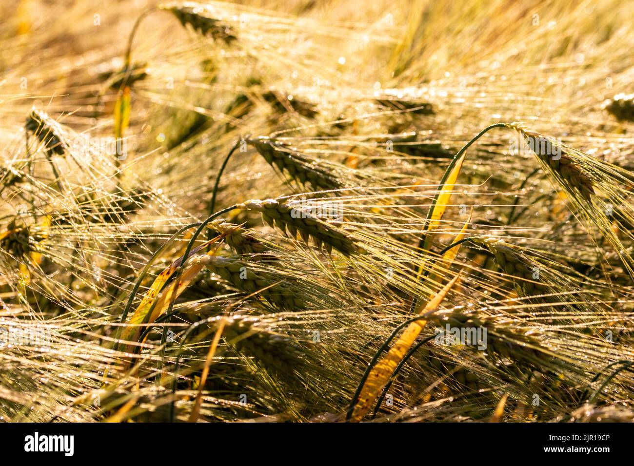 Harsh sun light hi-res stock photography and images - Alamy