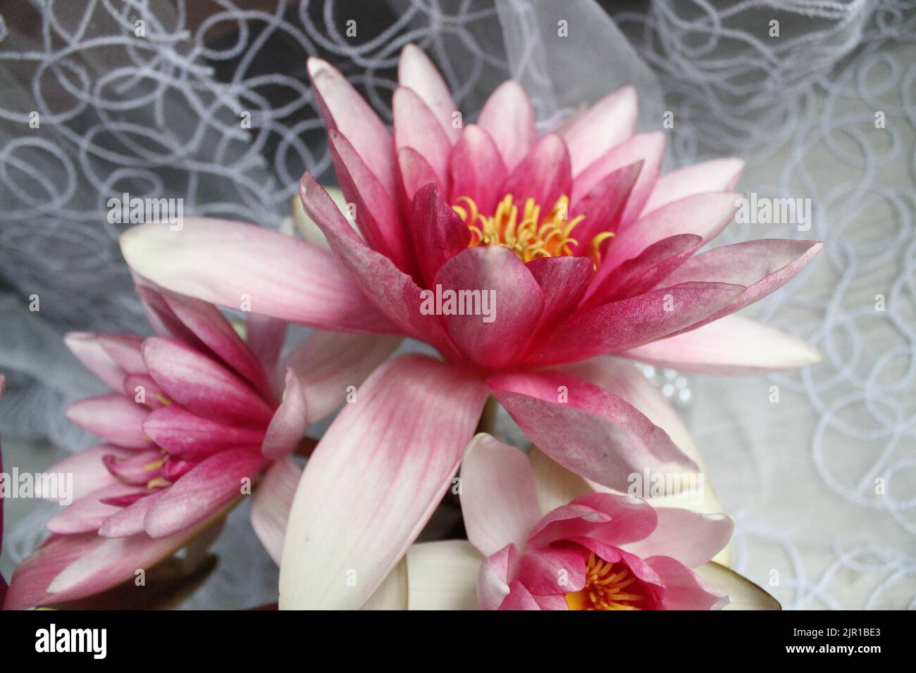 beautiful pink water lilly flower in full bloom Stock Photo - Alamy