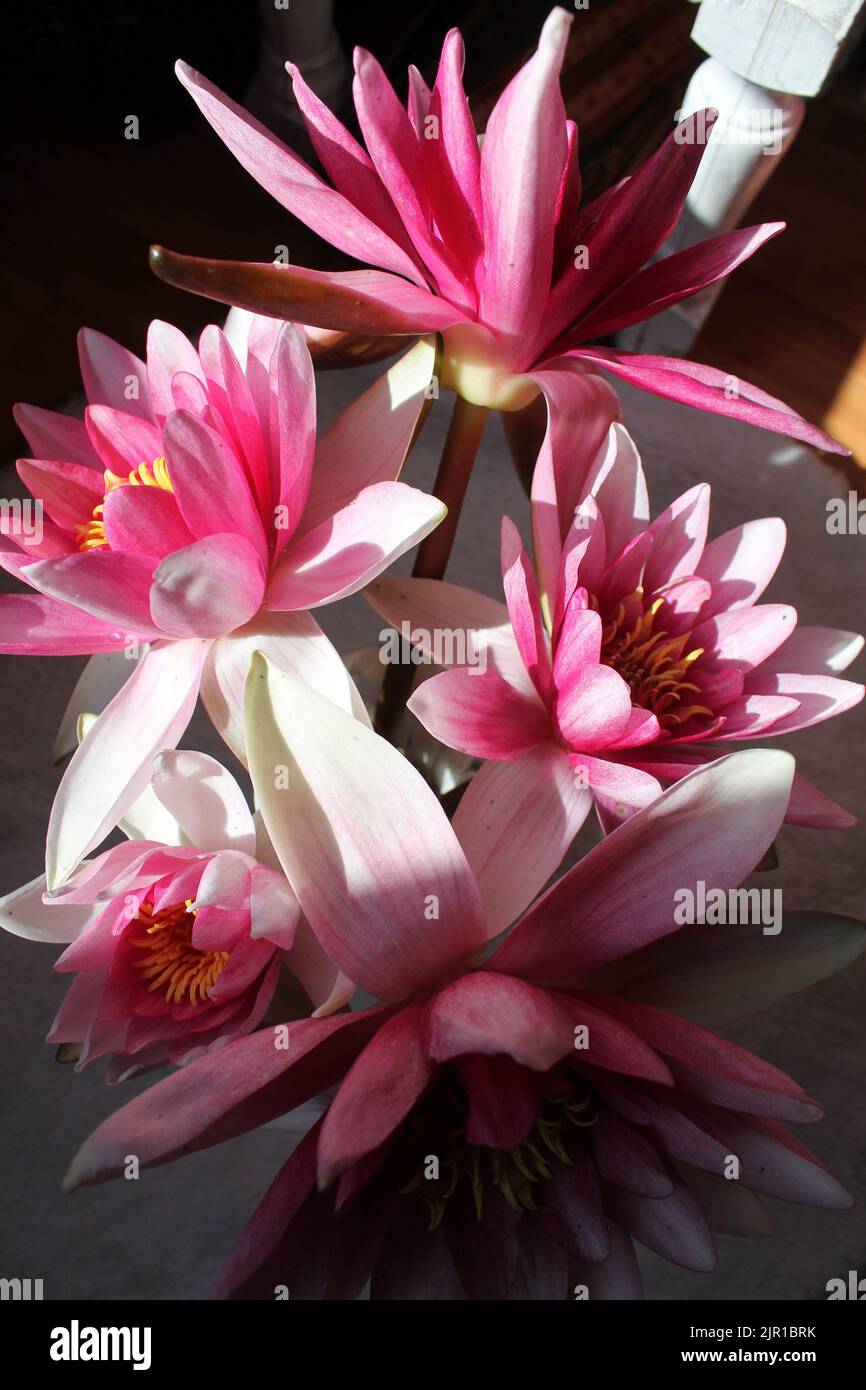 beautiful pink water lilly flower in full bloom Stock Photo - Alamy