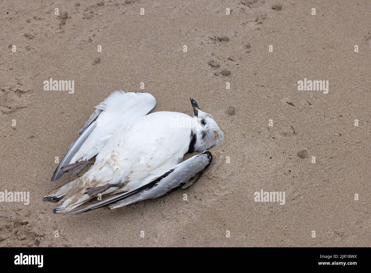 Poorly door england hi-res stock photography and images - Alamy