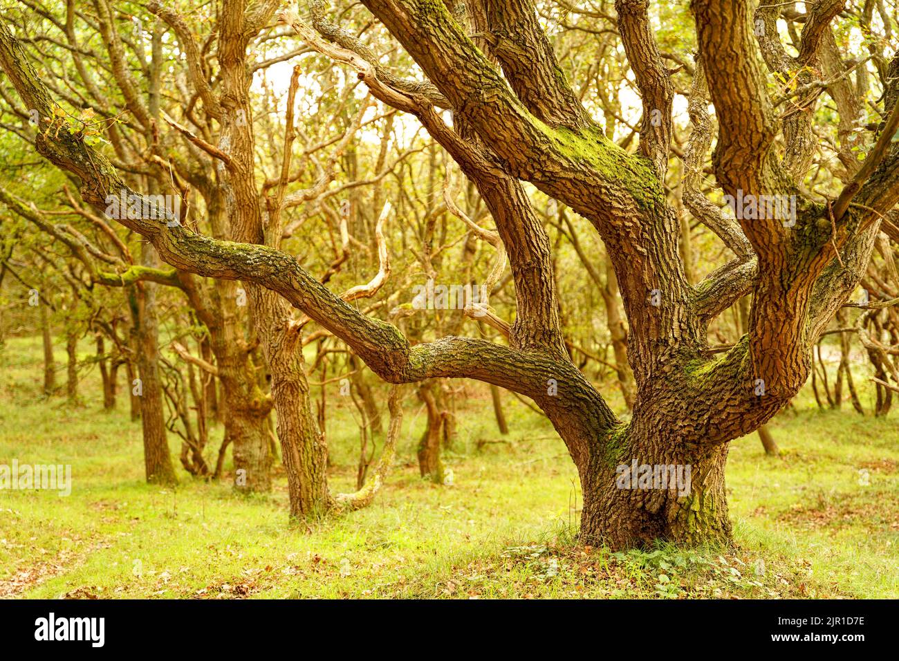 A knobby oak tree with moss on its branches in a forest. North Holland ...