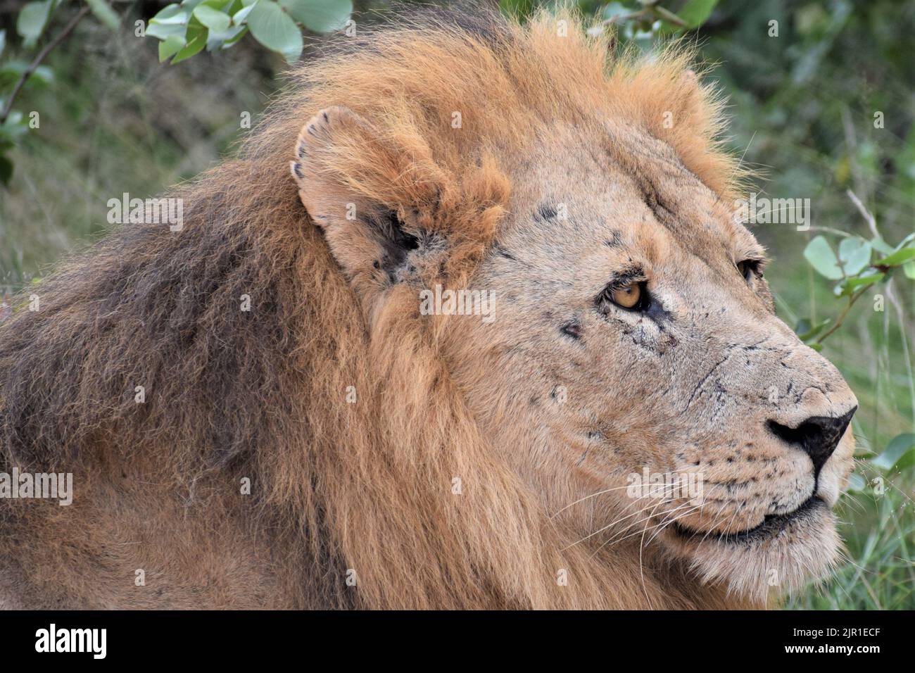 Tired old lion Stock Photo - Alamy