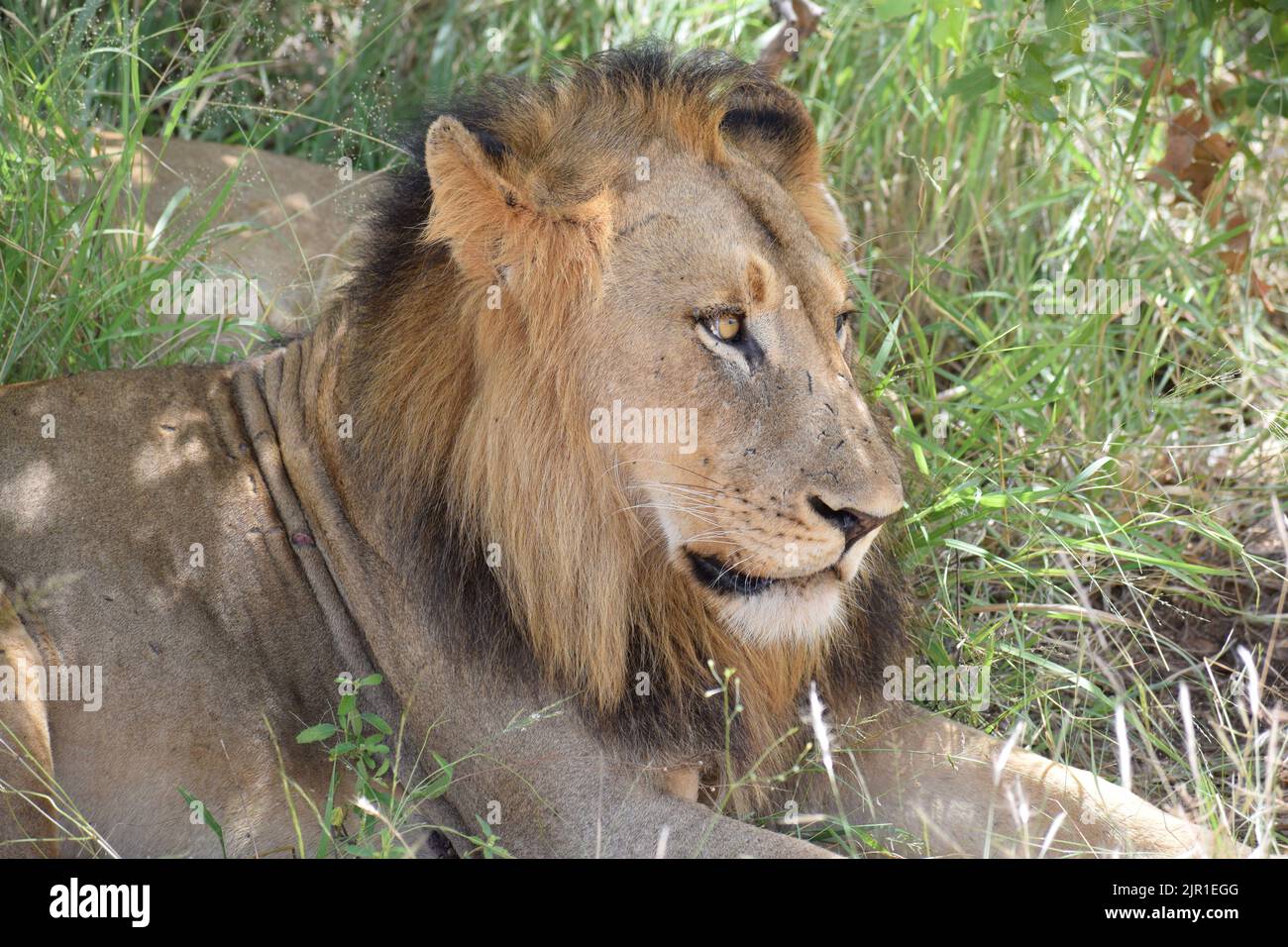 Best mane lion hi-res stock photography and images - Alamy