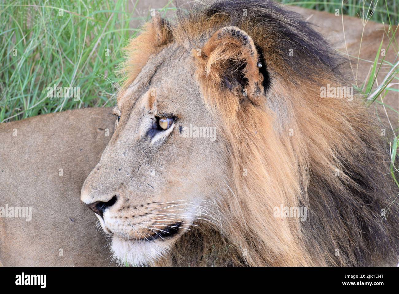Lion Looking Back at Amber Boniwell blog