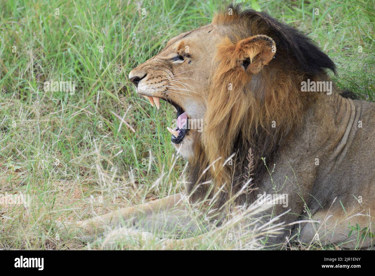 Handsome lion baring teeth whilst lying in grass Stock Photo - Alamy