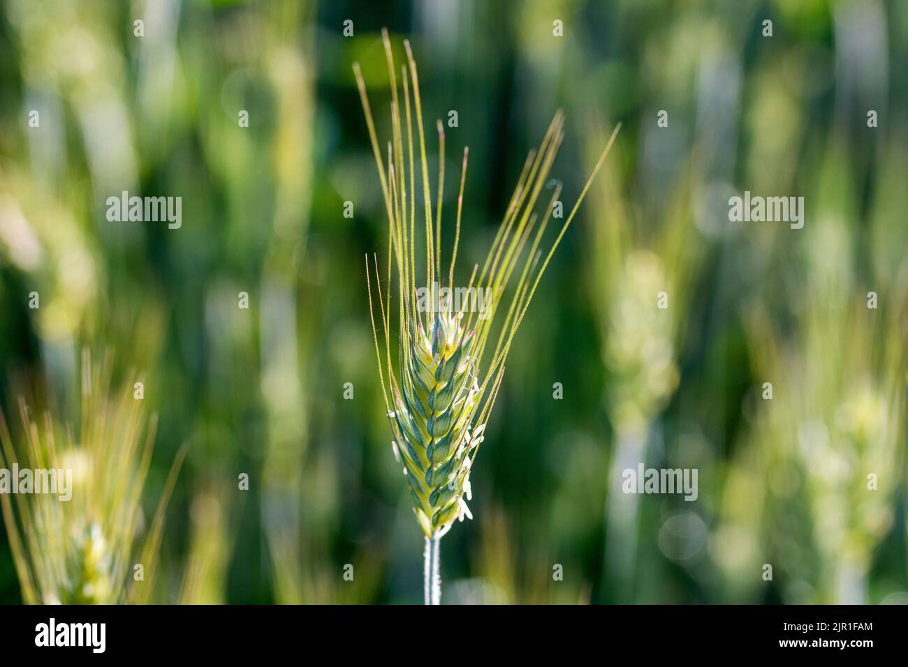 Harsh summer hi-res stock photography and images - Alamy