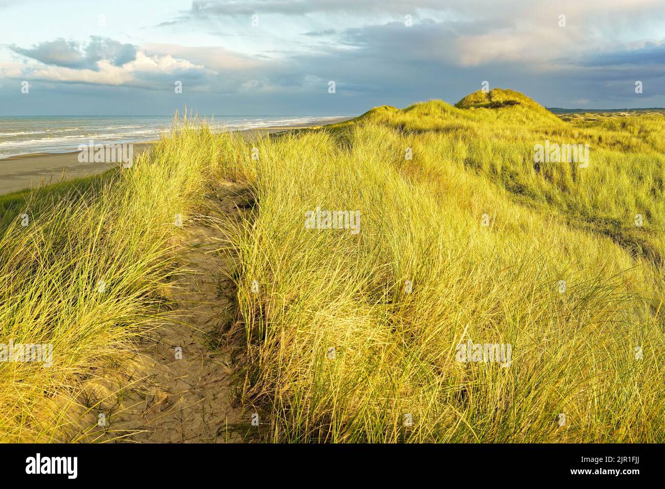 A beautiful sandy path along the ocean. North Holland dune reserve ...