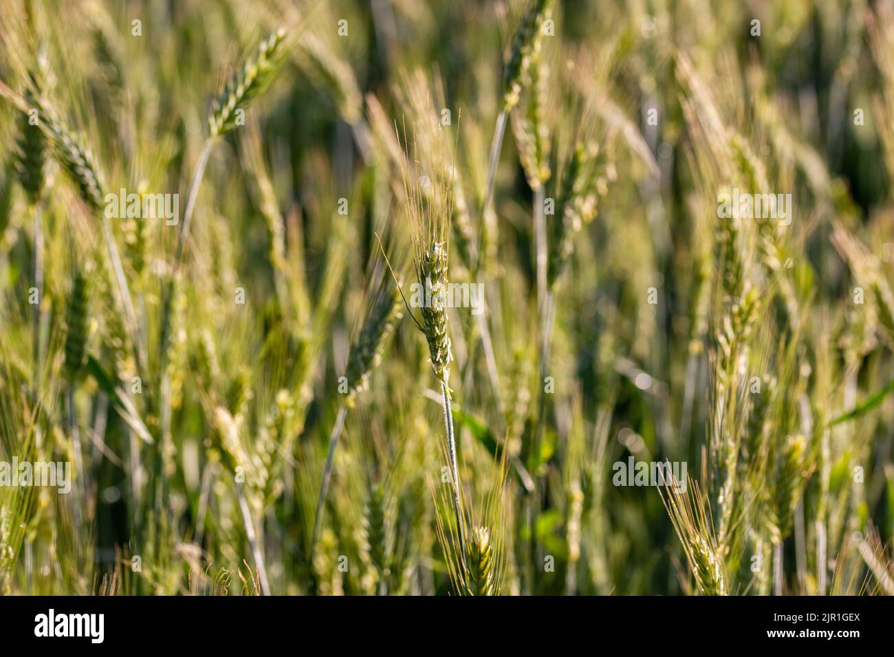 A close-up of grain ears under the harsh summer sun light. Summer Stock ...