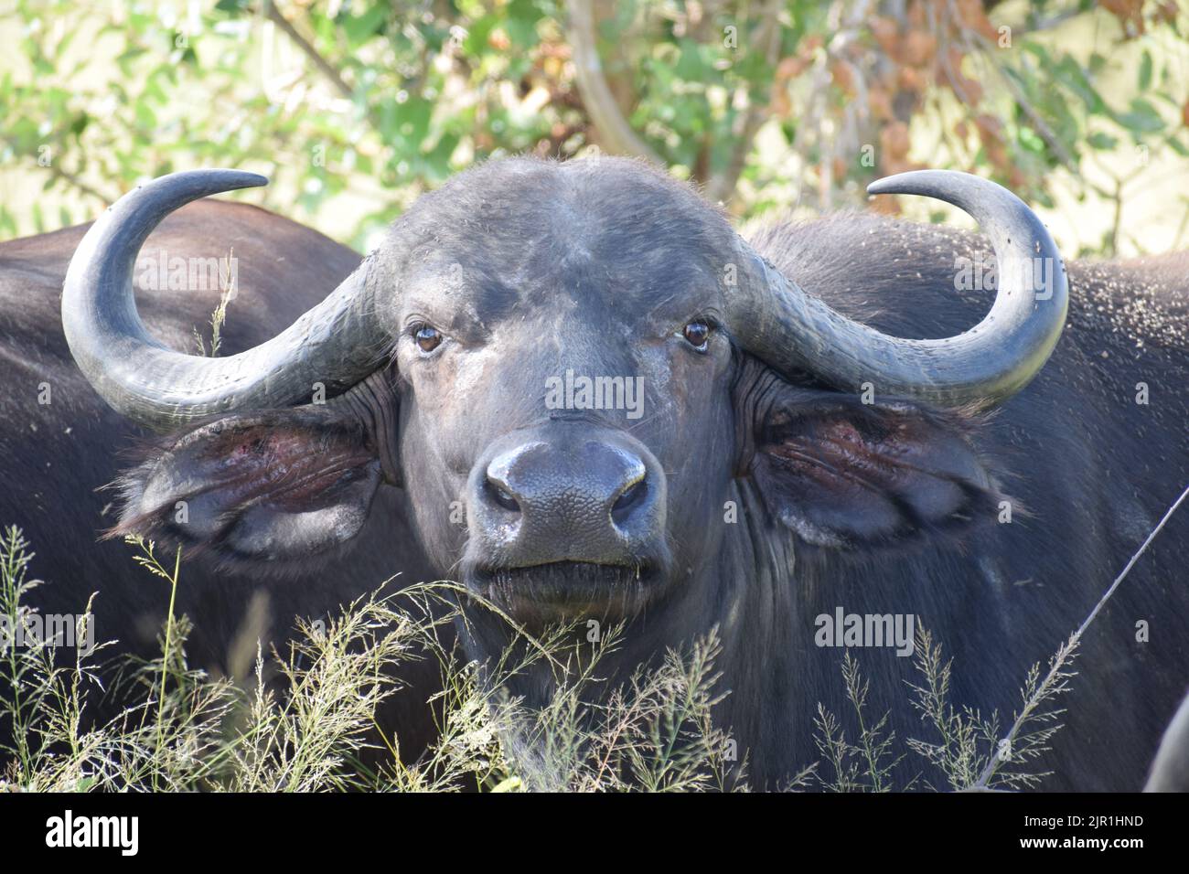 Buffalo beauty, head on Stock Photo - Alamy