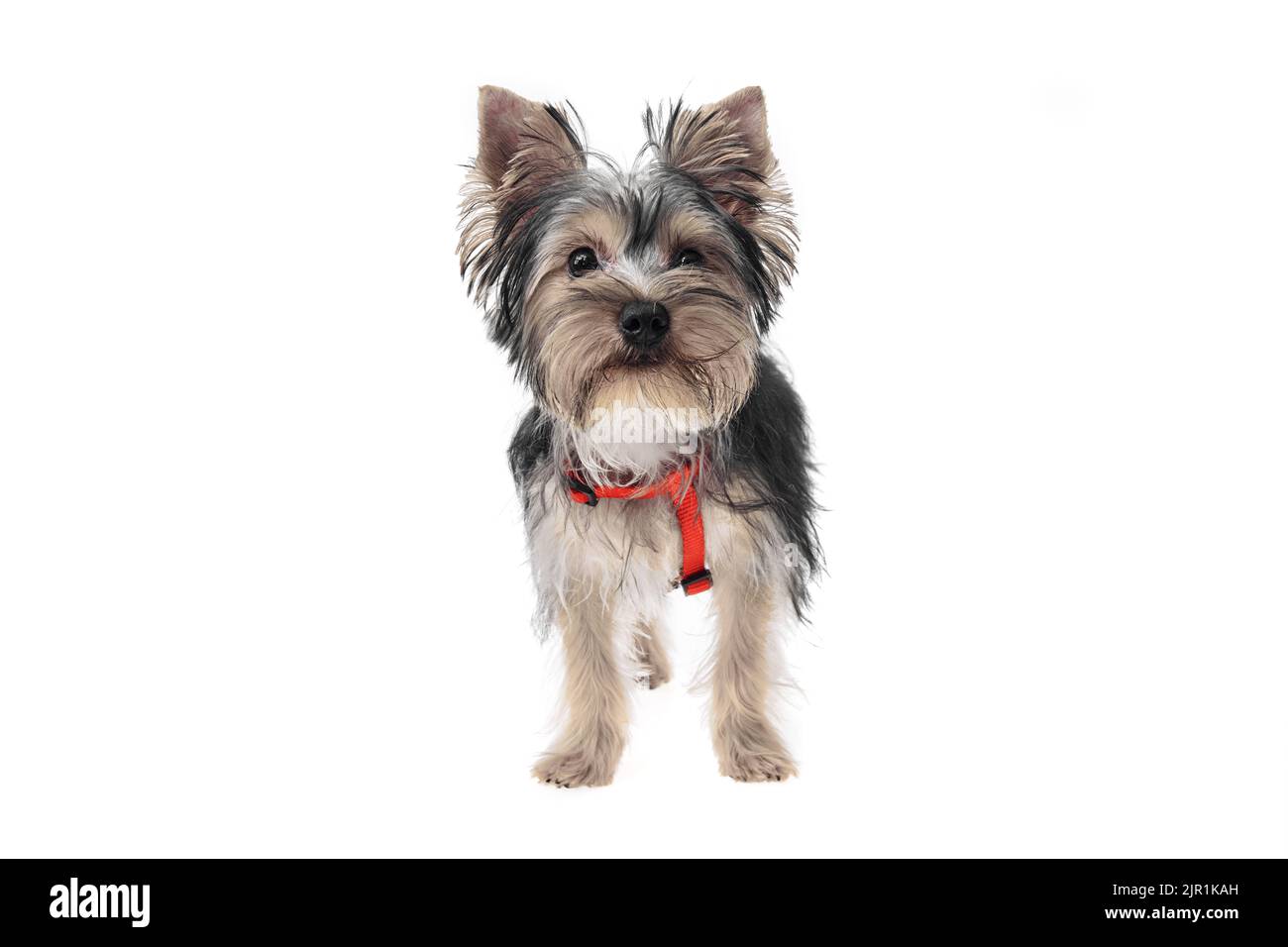 Beautiful and cute black and white yorkshire terrier dog over isolated ...