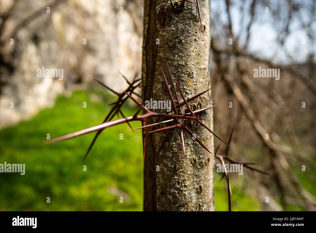 Locust Thorn Injury